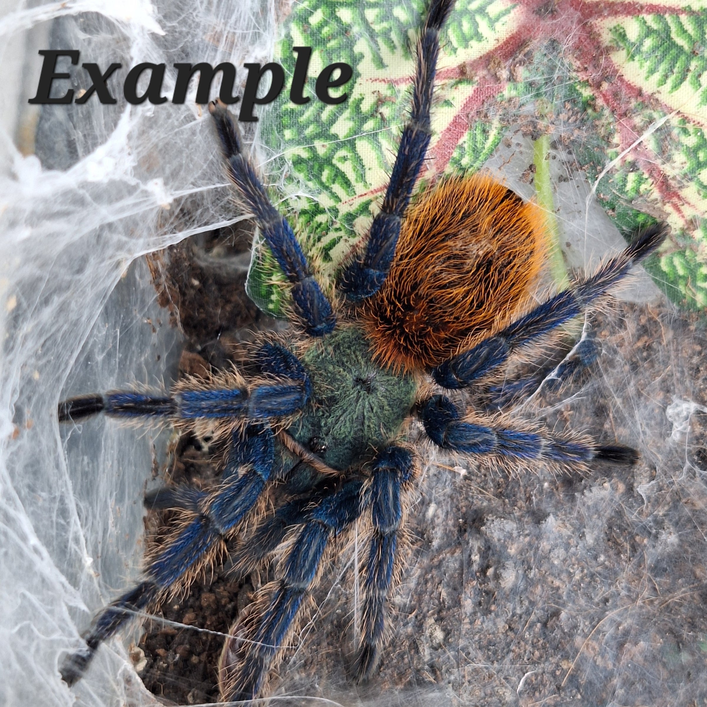 chromatopelma cyaneopubescens female